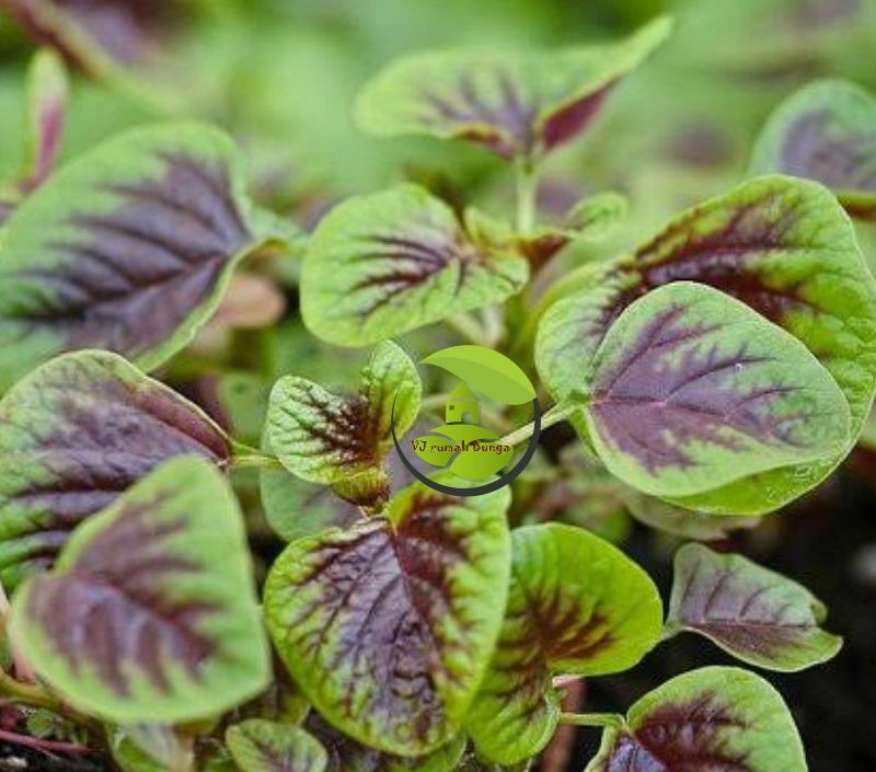 Benih Bibit Sayuran Bayam Loreng Bayam Batik Bayam Merah Hijau Bayam ...
